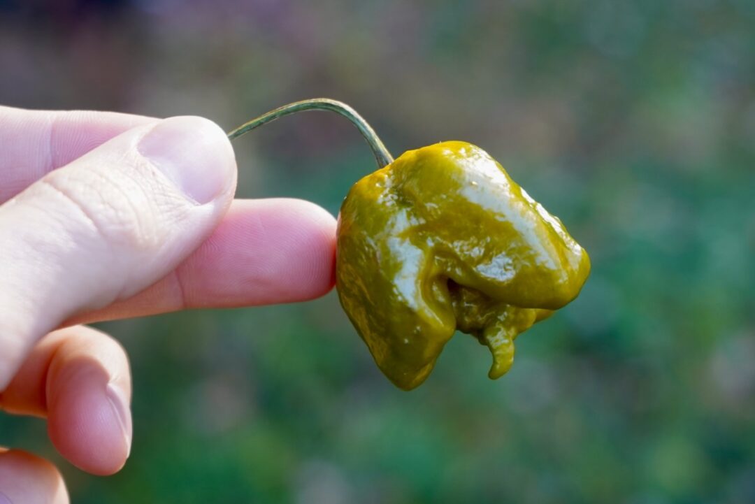Pepper X - A New World Record Hottest Pepper - Pepper Geek