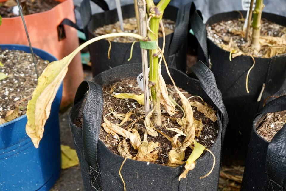 Pepper Plant Leaves Falling Off - Causes and Prevention - Pepper Geek