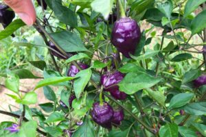 Purple UFO Pepper - A Unique Hot Pepper Variety - Pepper Geek