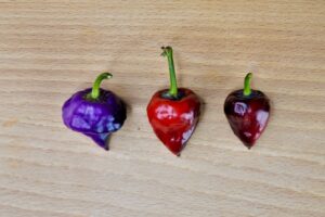 Purple UFO Pepper - A Unique Hot Pepper Variety - Pepper Geek