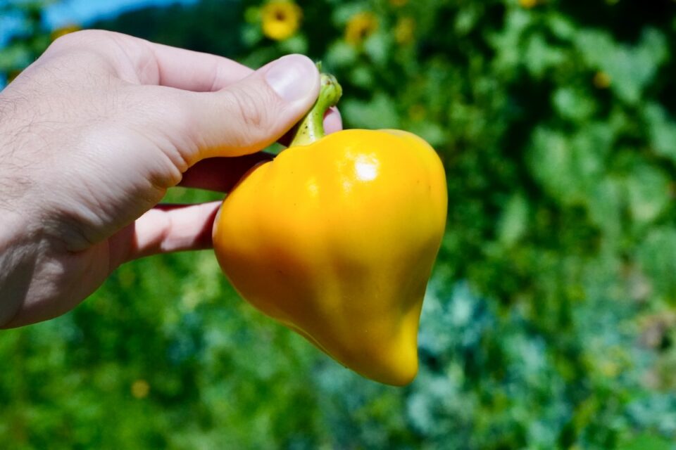 Lesya Peppers - An Incredibly Sweet Bell Alternative - Pepper Geek