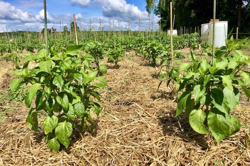 Plant Breeding Methods - How To Cross Two Plants - PepperGeek.com