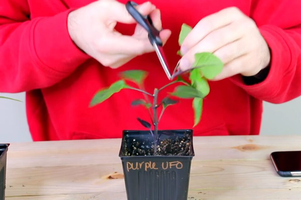 Pruning Pepper Plants - Pepper Geek