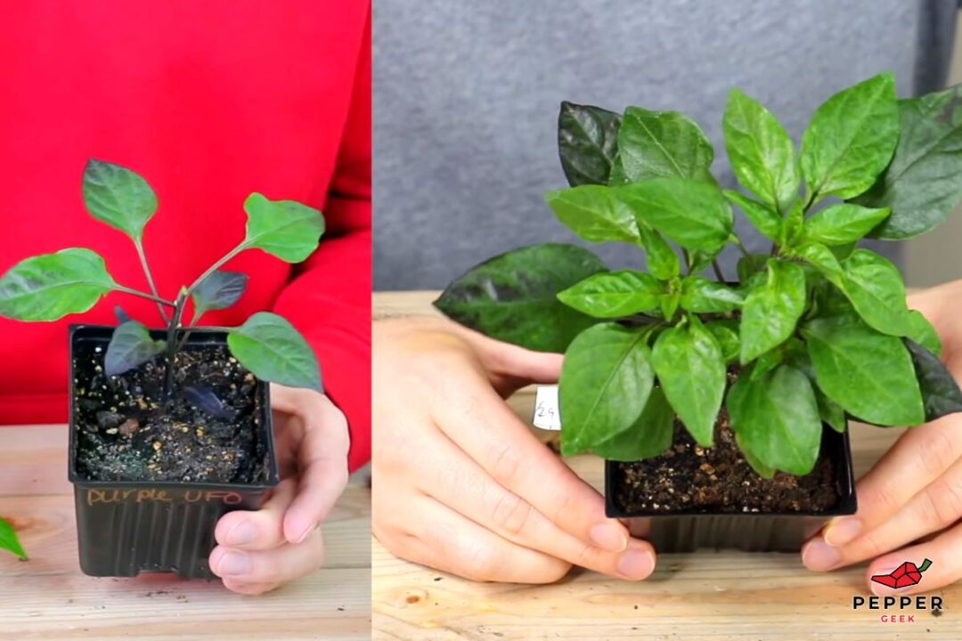 Pruning Pepper Plants - Pepper Geek