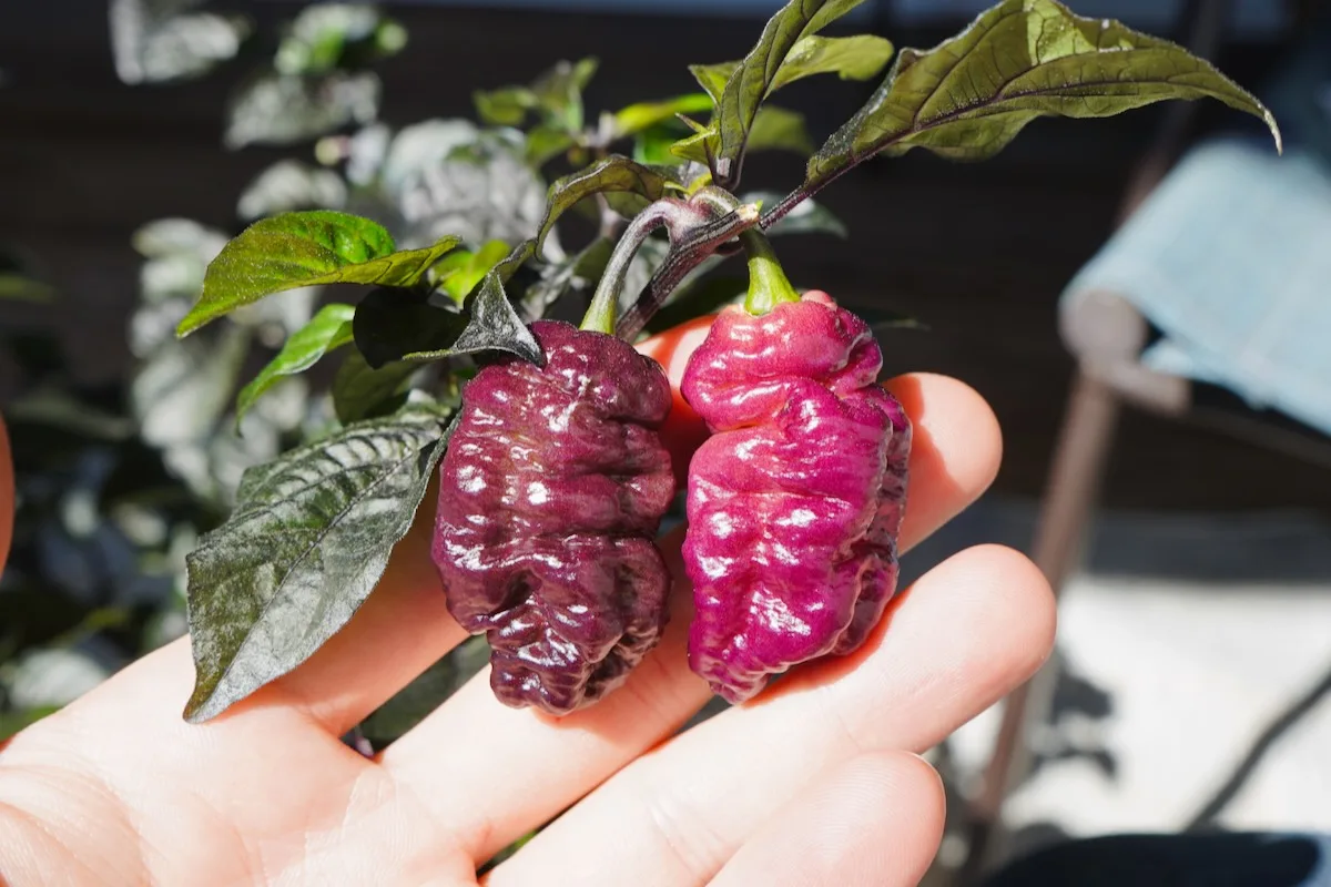 11 Purple Peppers To Grow In Your Garden - Pepper Geek