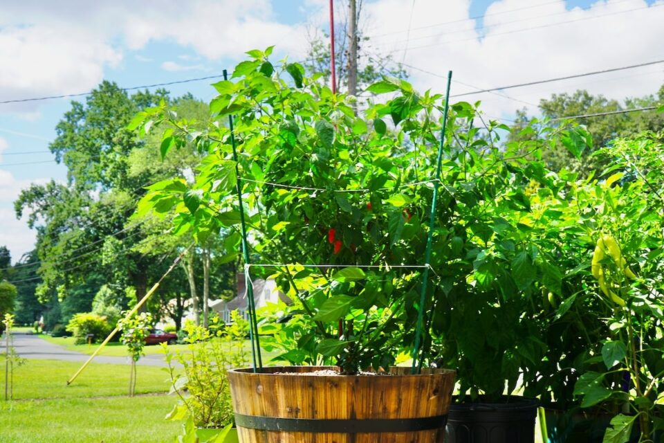 11 Peppers That Love Growing In Containers - Pepper Geek