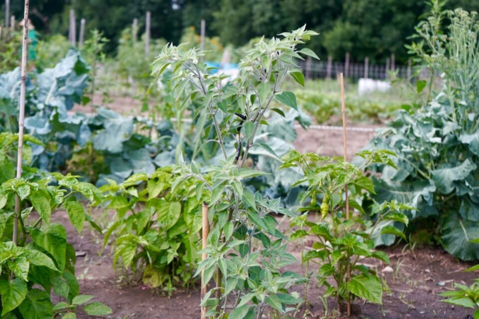 Pepper Plant Spacing Done Right - Pepper Geek