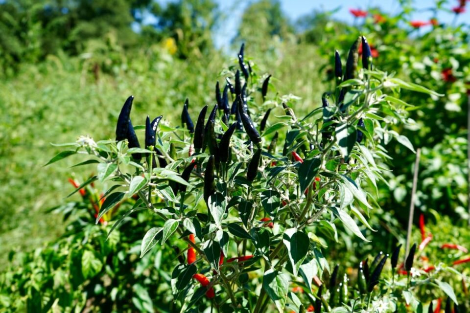 Peppers That Grow Upwards: 21+ Upright Varieties - Pepper Geek