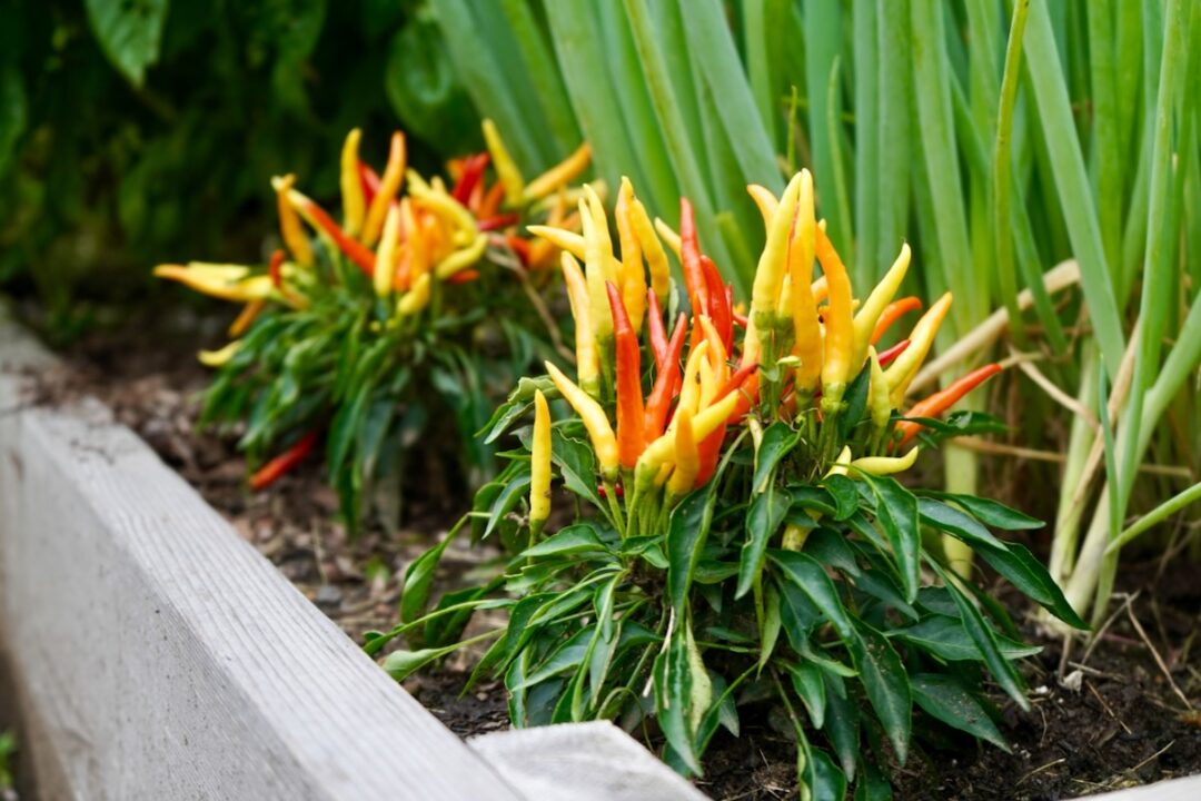 11 Peppers That Love Growing In Containers - Pepper Geek