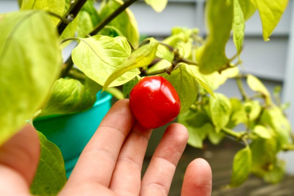 9 Weird Pepper Varieties You Can Grow At Home - Pepper Geek