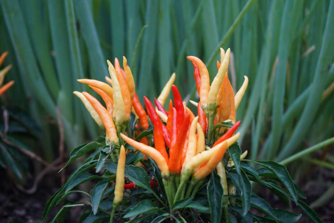 6 Ornamental Pepper Varieties To Grow This Year