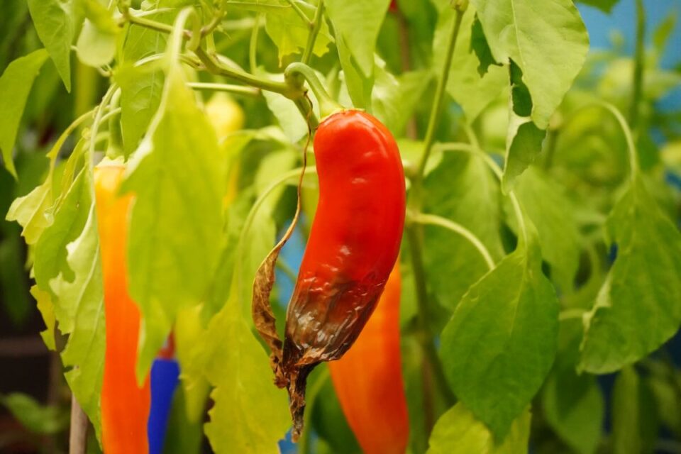 Blossom End Rot On Peppers - How To Stop It - Pepper Geek