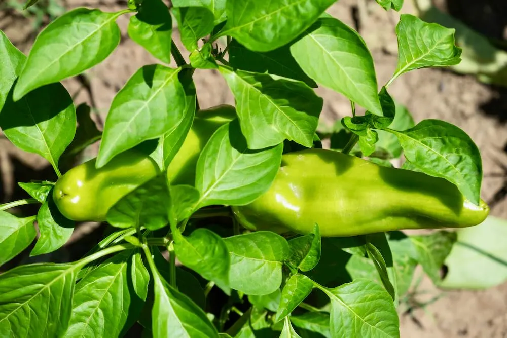 Friggitello Peppers | All About The Sweet Italian Beauty - Pepper Geek