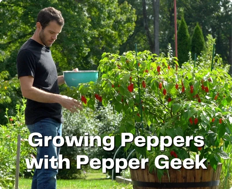 Growing Peppers With Pepper Geek (Video Course)