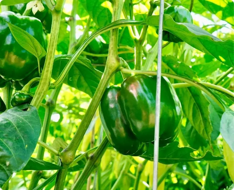 Growing Peppers With Pepper Geek (Video Course)