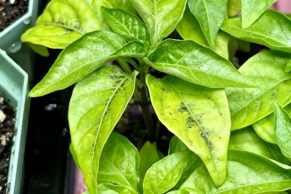 7 Signs You Are Overwatering Your Pepper Plants - Pepper Geek