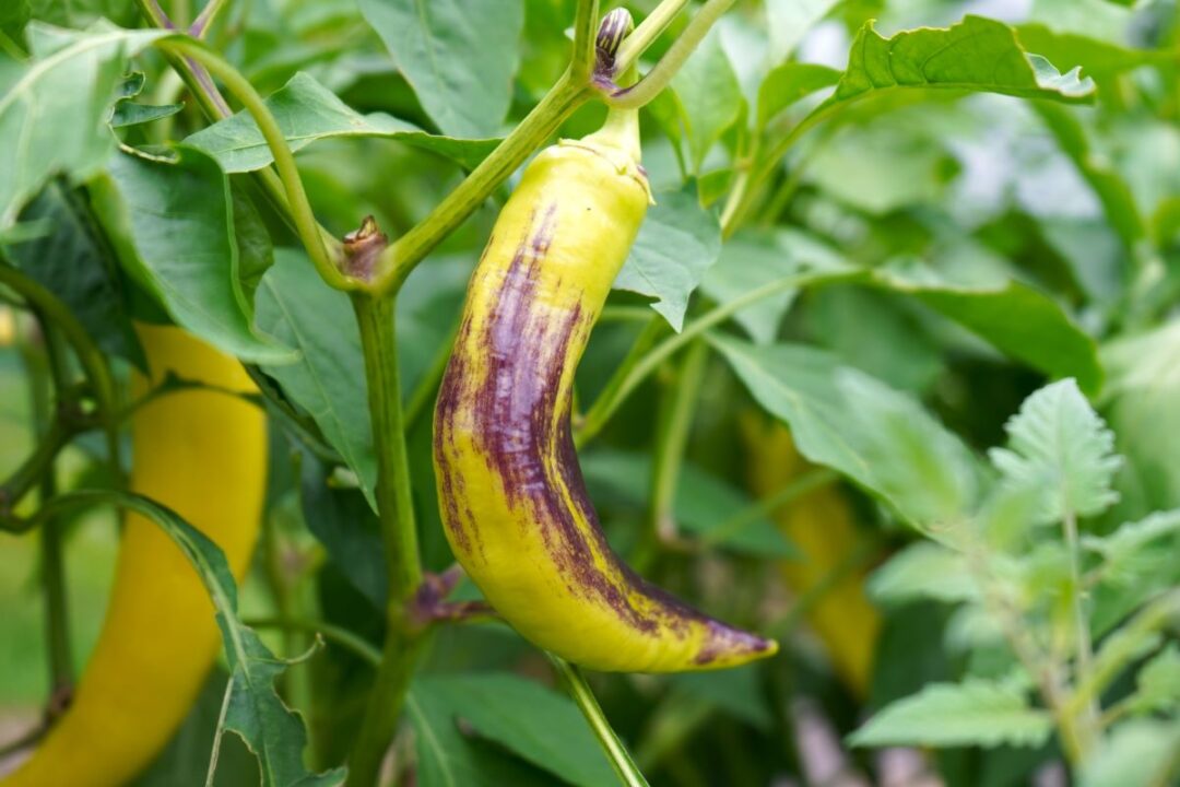 Sunscald on Peppers - Causes and How to Prevent It - Pepper Geek