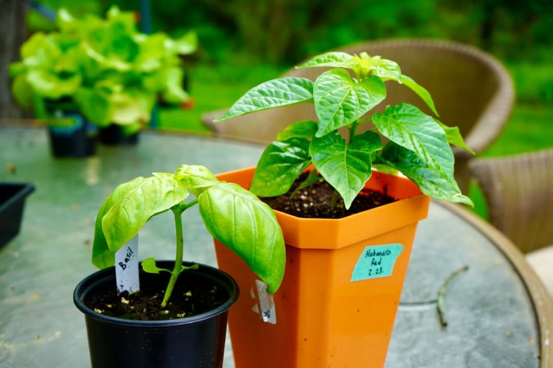 How To Grow Habanero Peppers (From Seed) - Pepper Geek