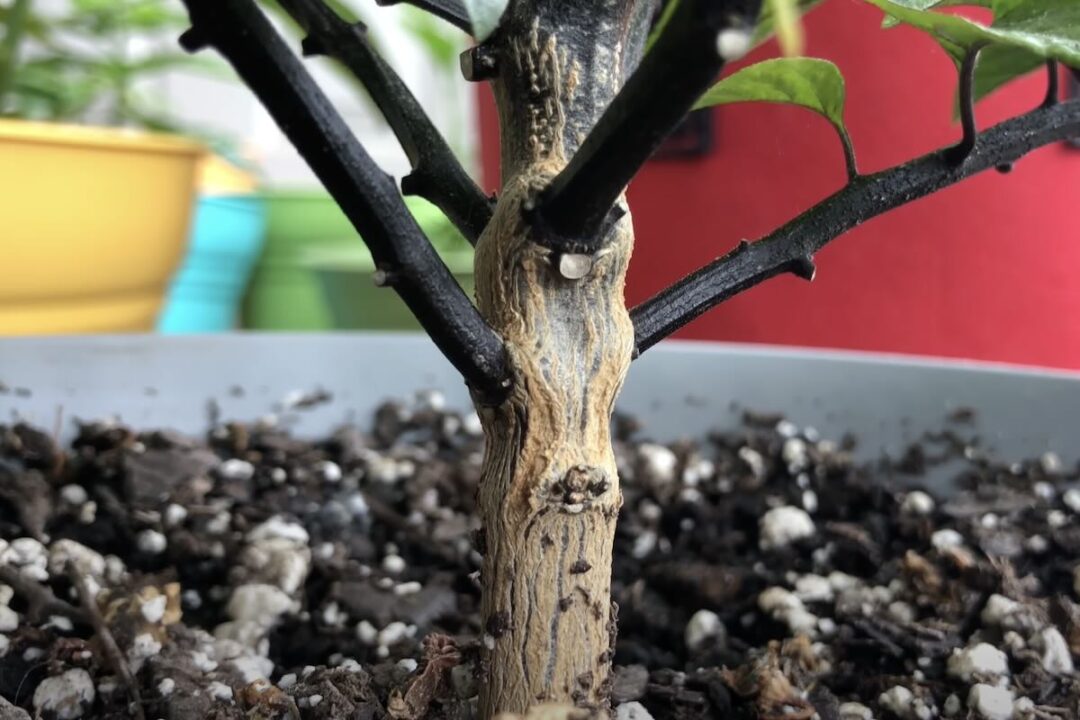 Pruning Pepper Plants - Pepper Geek