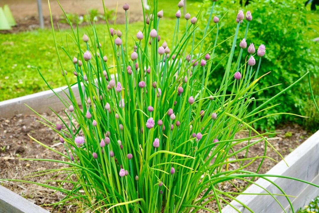Best (and Worst) Pepper Plant Companions in the Garden - Pepper Geek
