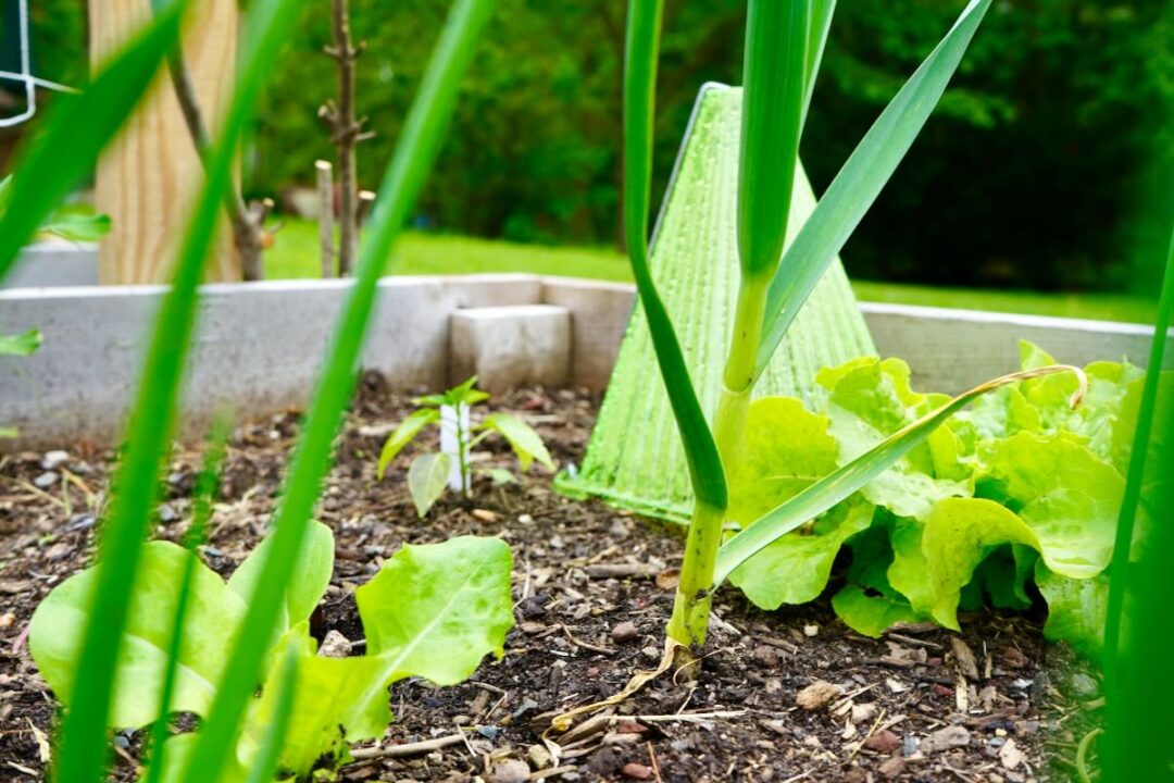 Best (and Worst) Pepper Plant Companions in the Garden - Pepper Geek