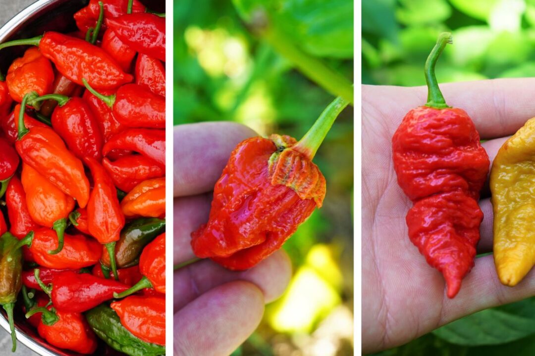 Death Spiral Peppers - A Beautiful Superhot - Pepper Geek