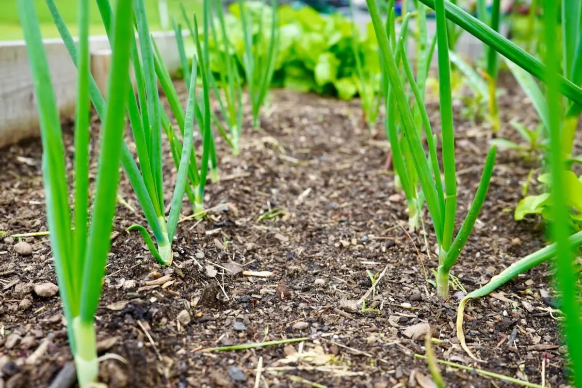 Best (and Worst) Pepper Plant Companions in the Garden - Pepper Geek