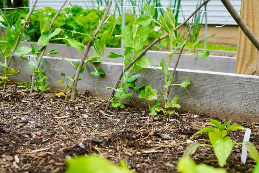 Best (and Worst) Pepper Plant Companions in the Garden - Pepper Geek