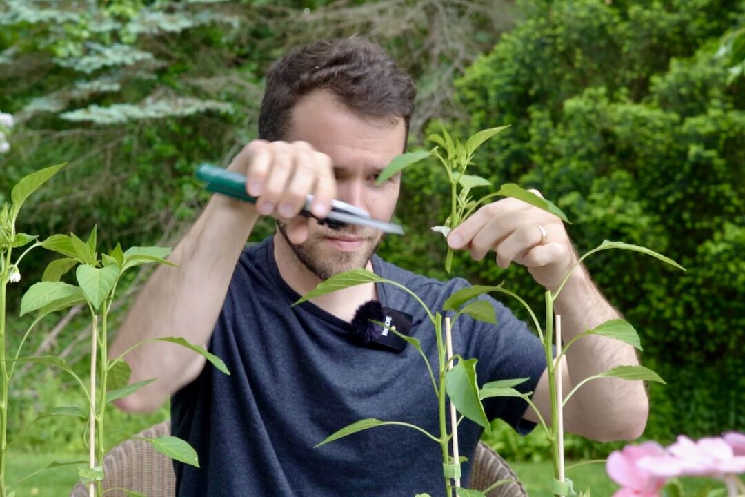 Plant Breeding Methods - How To Cross Two Plants - PepperGeek.com