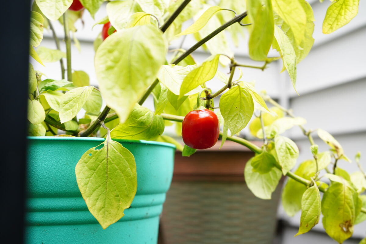 Rocoto Peppers - The South American Manzano Pepper - Pepper Geek