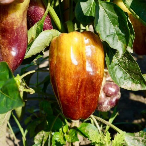 Types Of Peppers - List Of Pepper Varieties - Pepper Geek