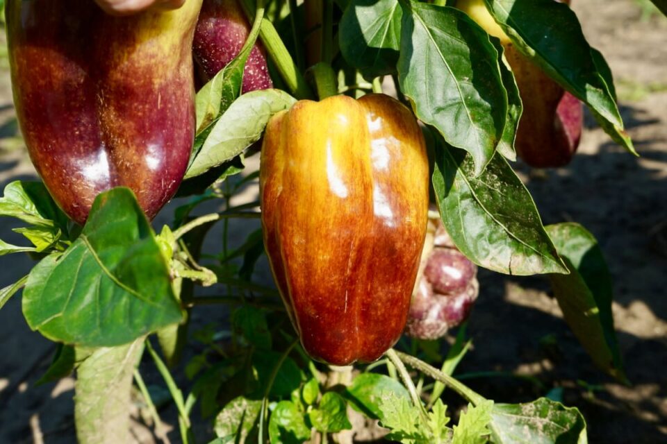 Death Spiral Peppers - A Beautiful Superhot - Pepper Geek