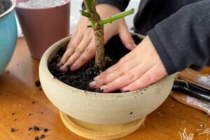 How To Bonsai A Pepper Plant (Bonchi) - Pepper Geek