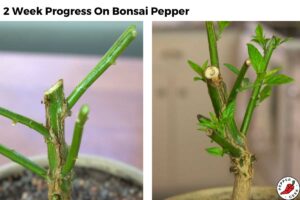 How To Bonsai A Pepper Plant (Bonchi) - Pepper Geek