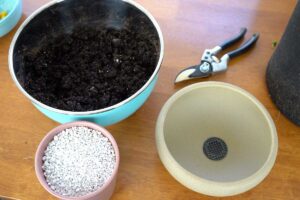 How To Bonsai A Pepper Plant (Bonchi) - Pepper Geek