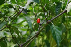 Cobanero Pepper (A Rare Mayan Variety) - Pepper Geek