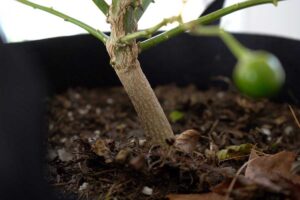 How To Bonsai A Pepper Plant (Bonchi) - Pepper Geek