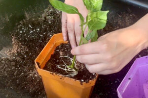 How To Propagate Peppers From Cuttings - Pepper Geek